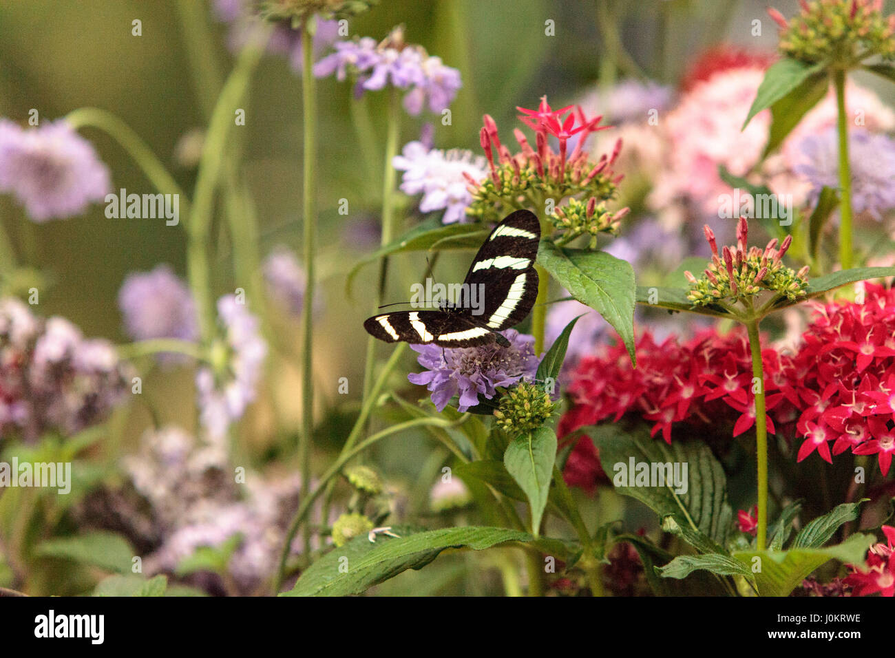 Zebra longwing butterfly, Heliconius charitonius, in a botanical garden ...