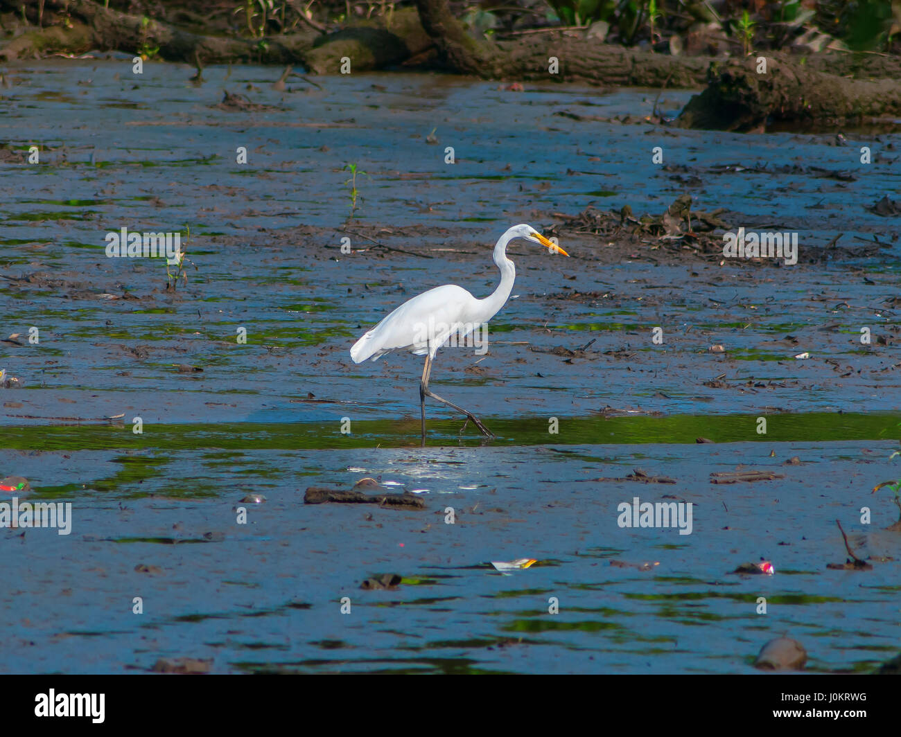 Crane standing in water hi-res stock photography and images - Alamy