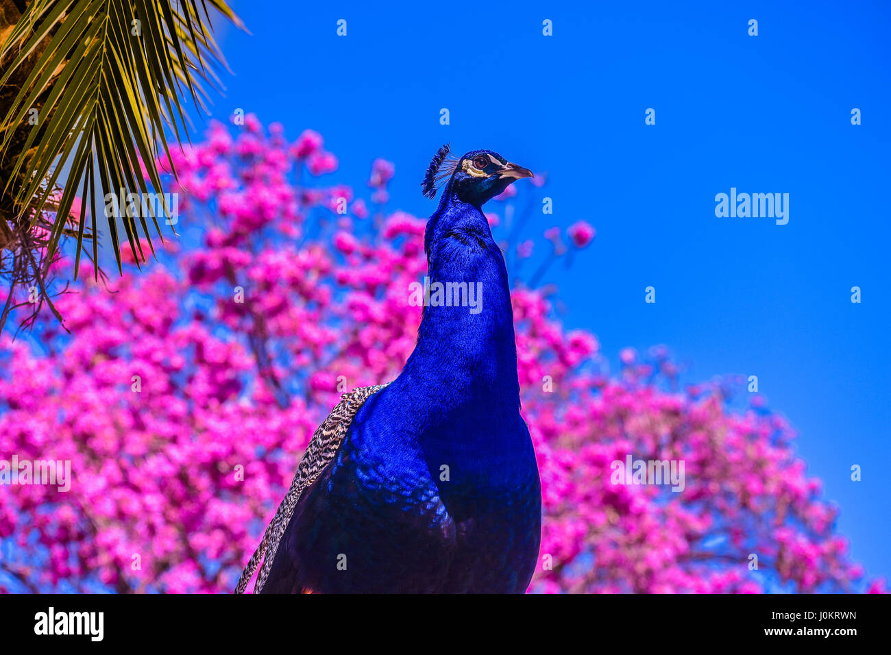 Real peacock display hi-res stock photography and images - Alamy