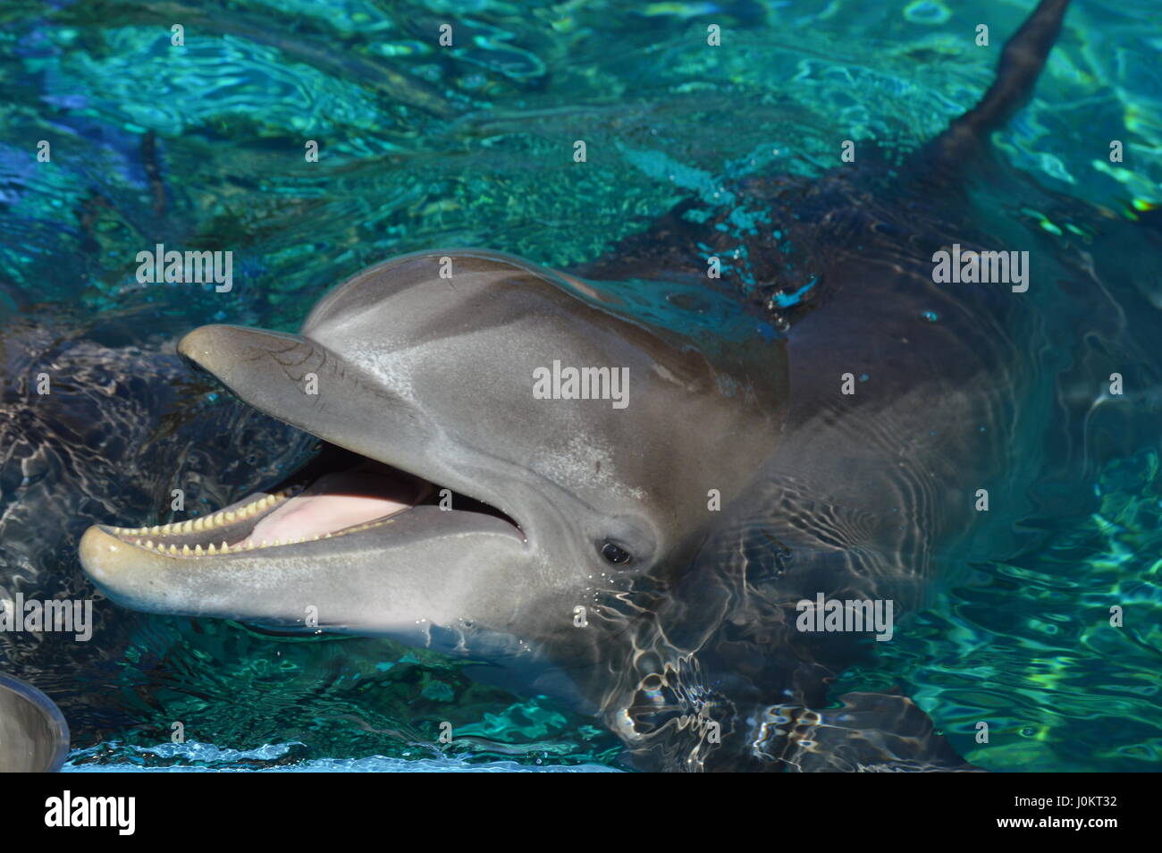 Domestic dolphin hi-res stock photography and images - Alamy