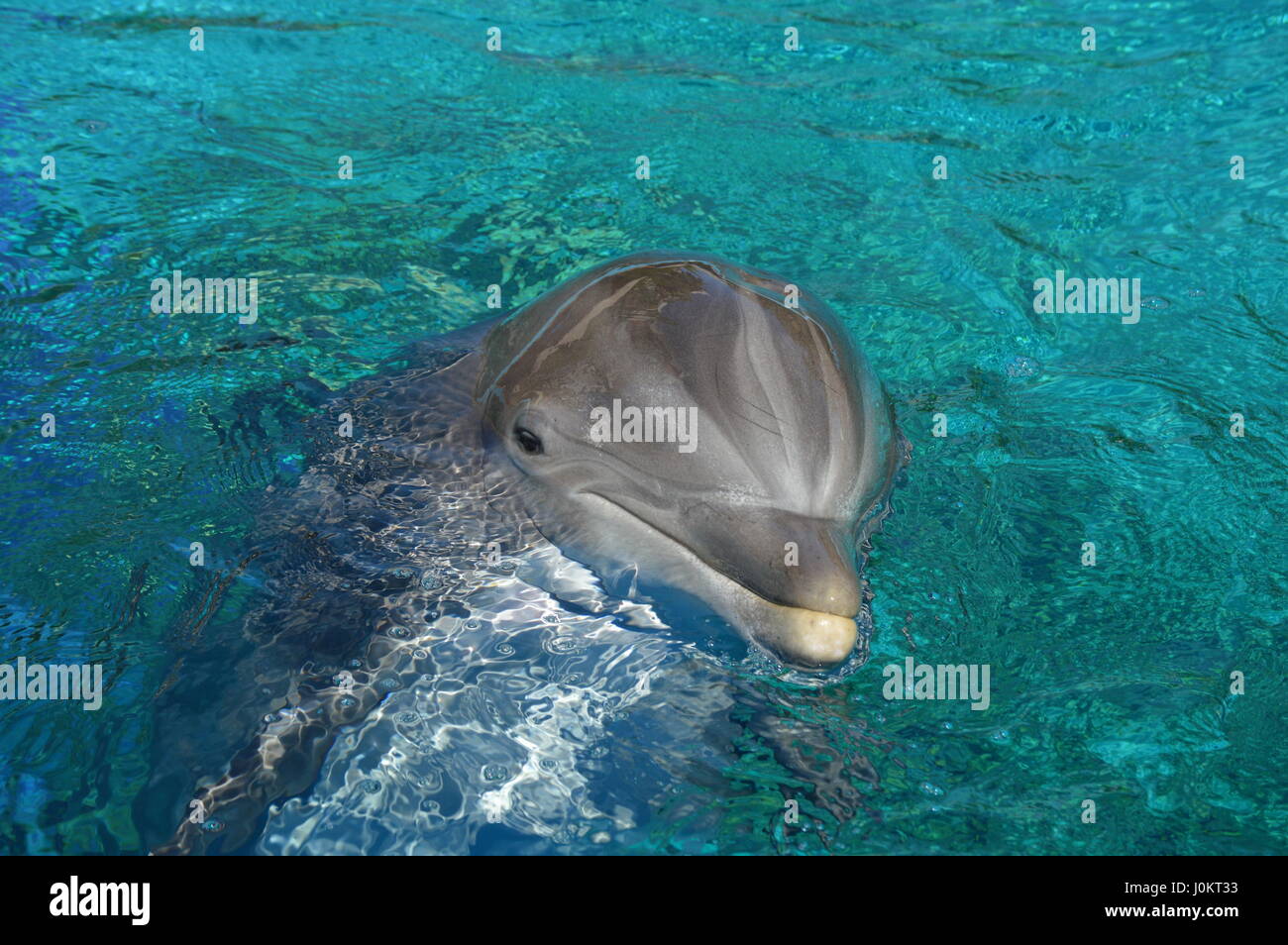 Happy smiling animal animals hi-res stock photography and images - Alamy