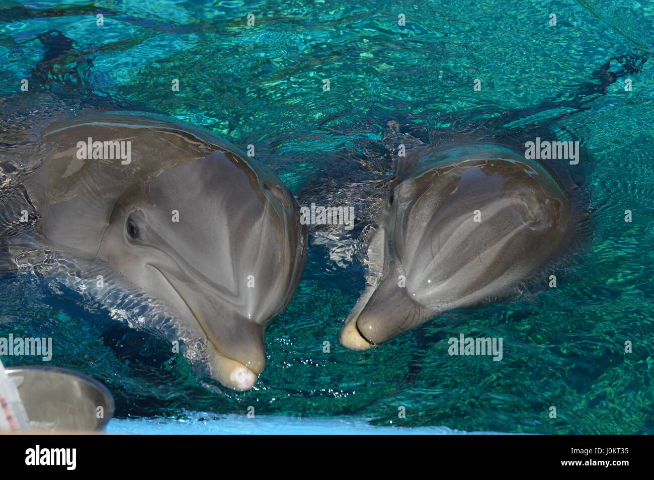 Domestic dolphin hi-res stock photography and images - Alamy