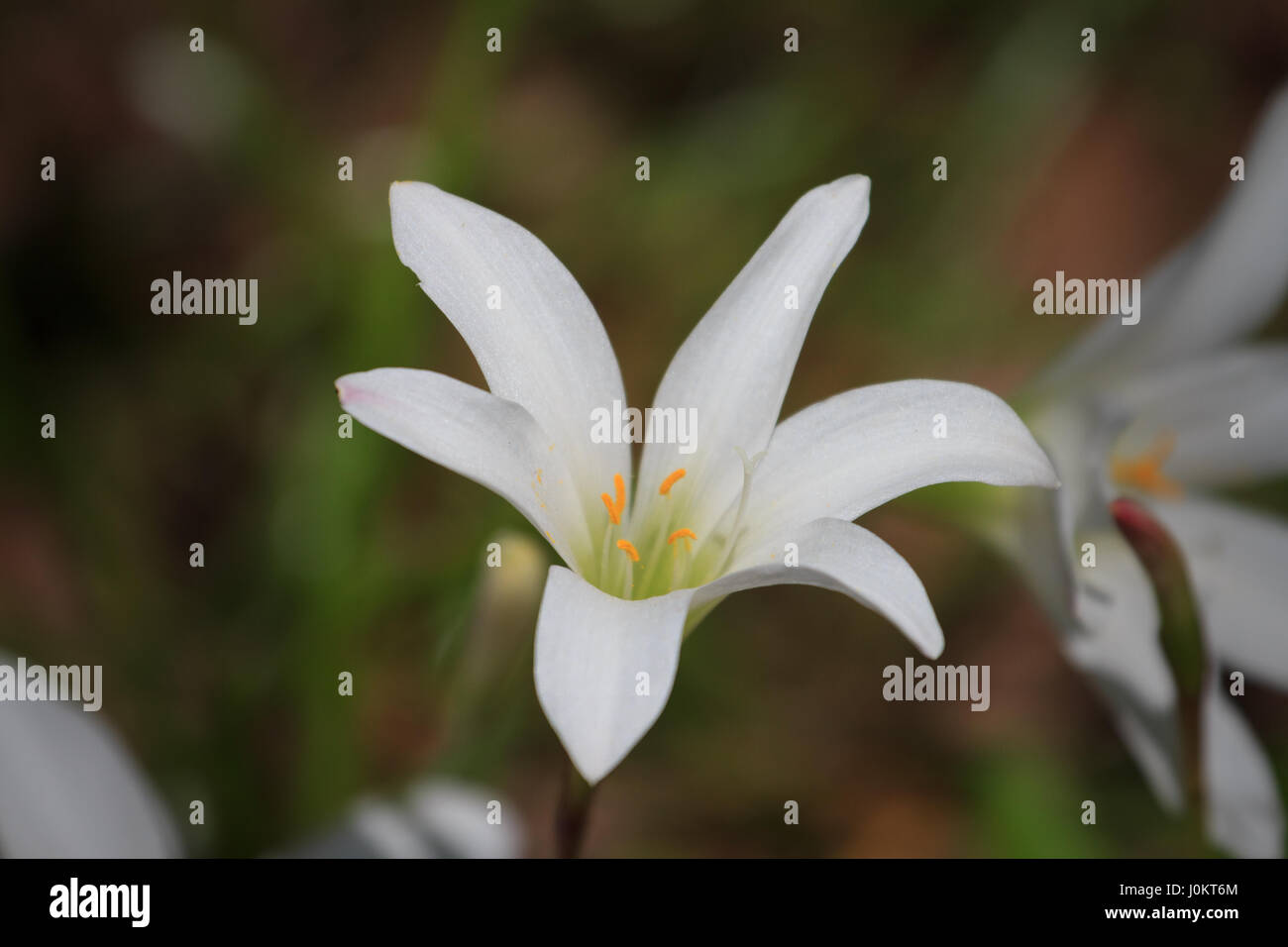 Atamasco lily Zephyranthes atamasca North Carolina Botanical Garden ...