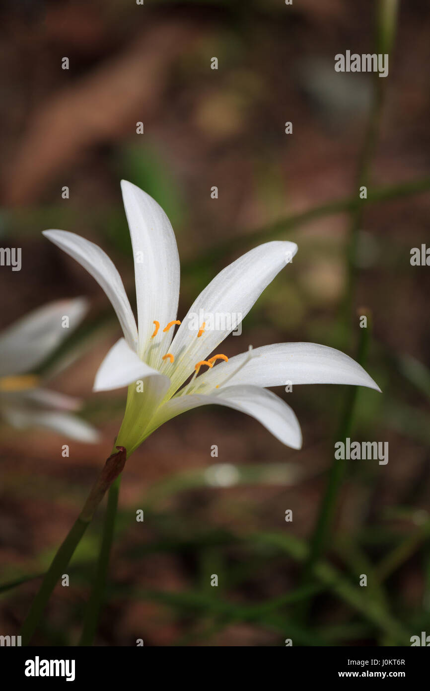 Atamasco lily Zephyranthes atamasca North Carolina Botanical Garden ...