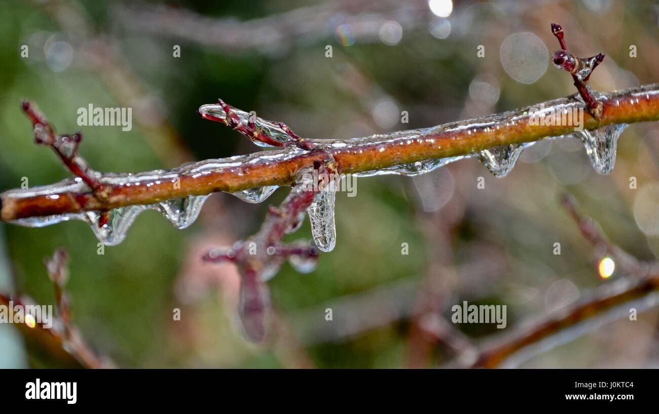 Rays of sunlight through frozen branches Stock Photo - Alamy