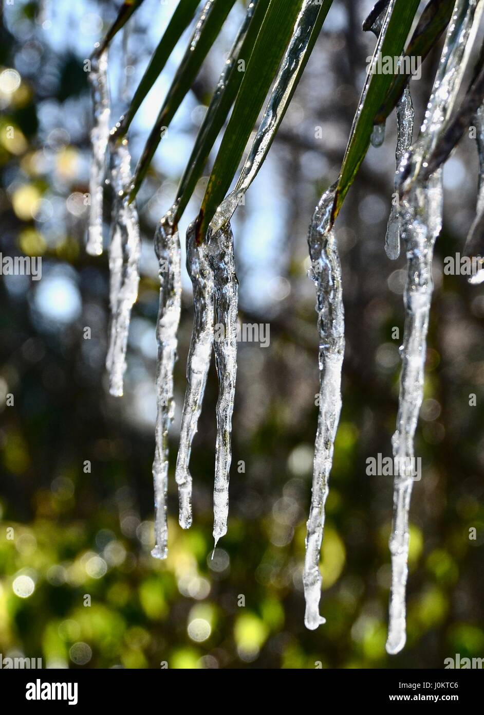 Palm icicles in the garden Stock Photo - Alamy