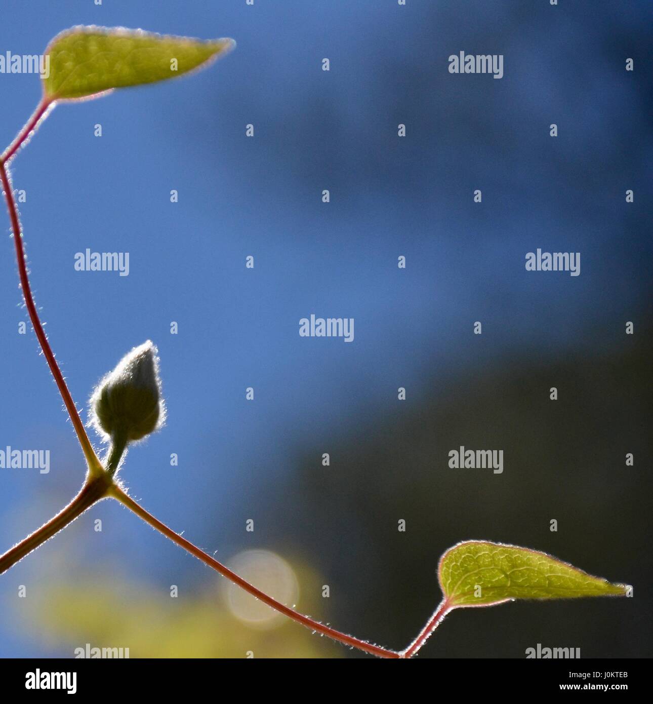 "Praying" leaves in the garden Stock Photo - Alamy