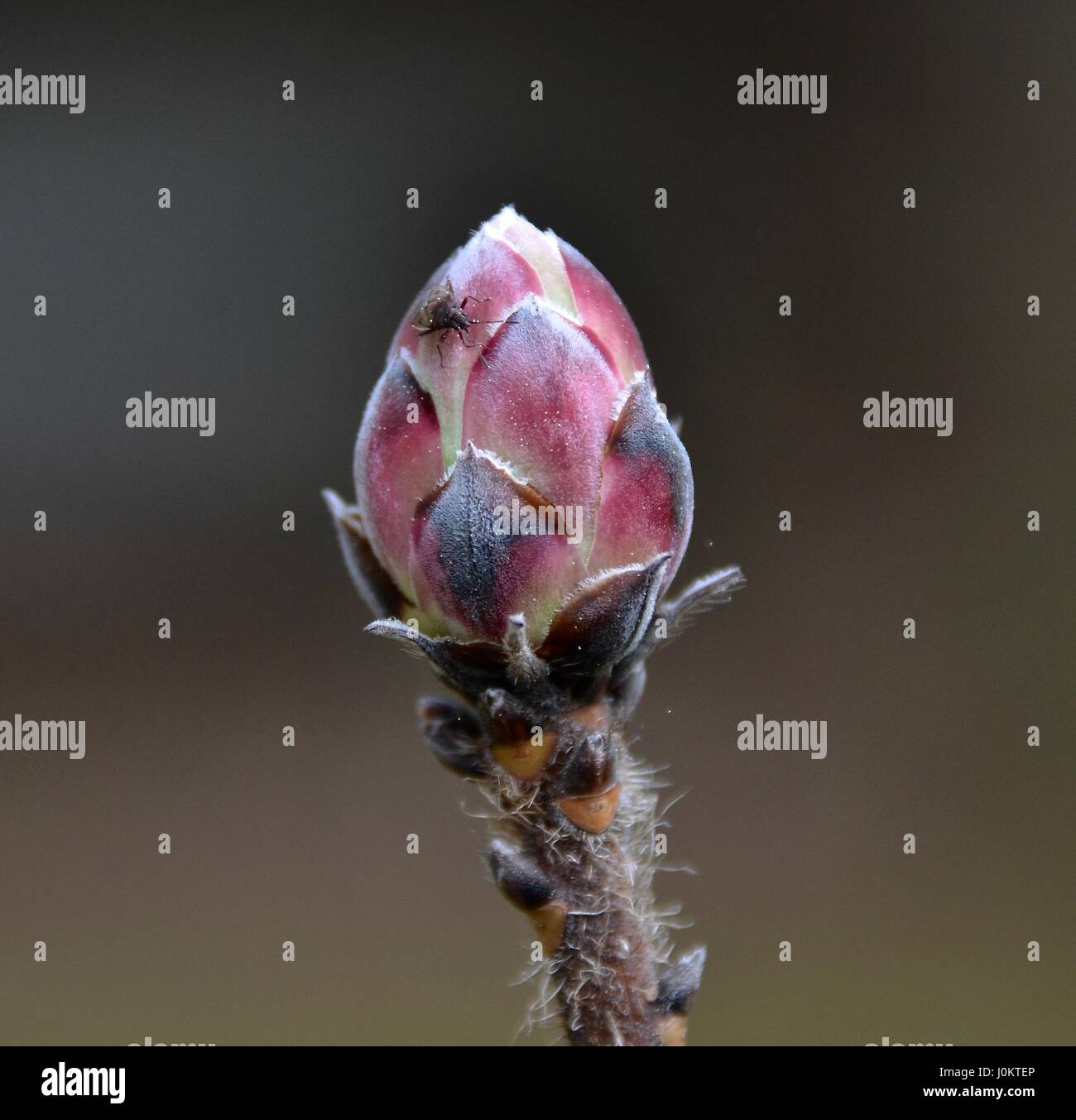 Budding flowers in the garden Stock Photo - Alamy