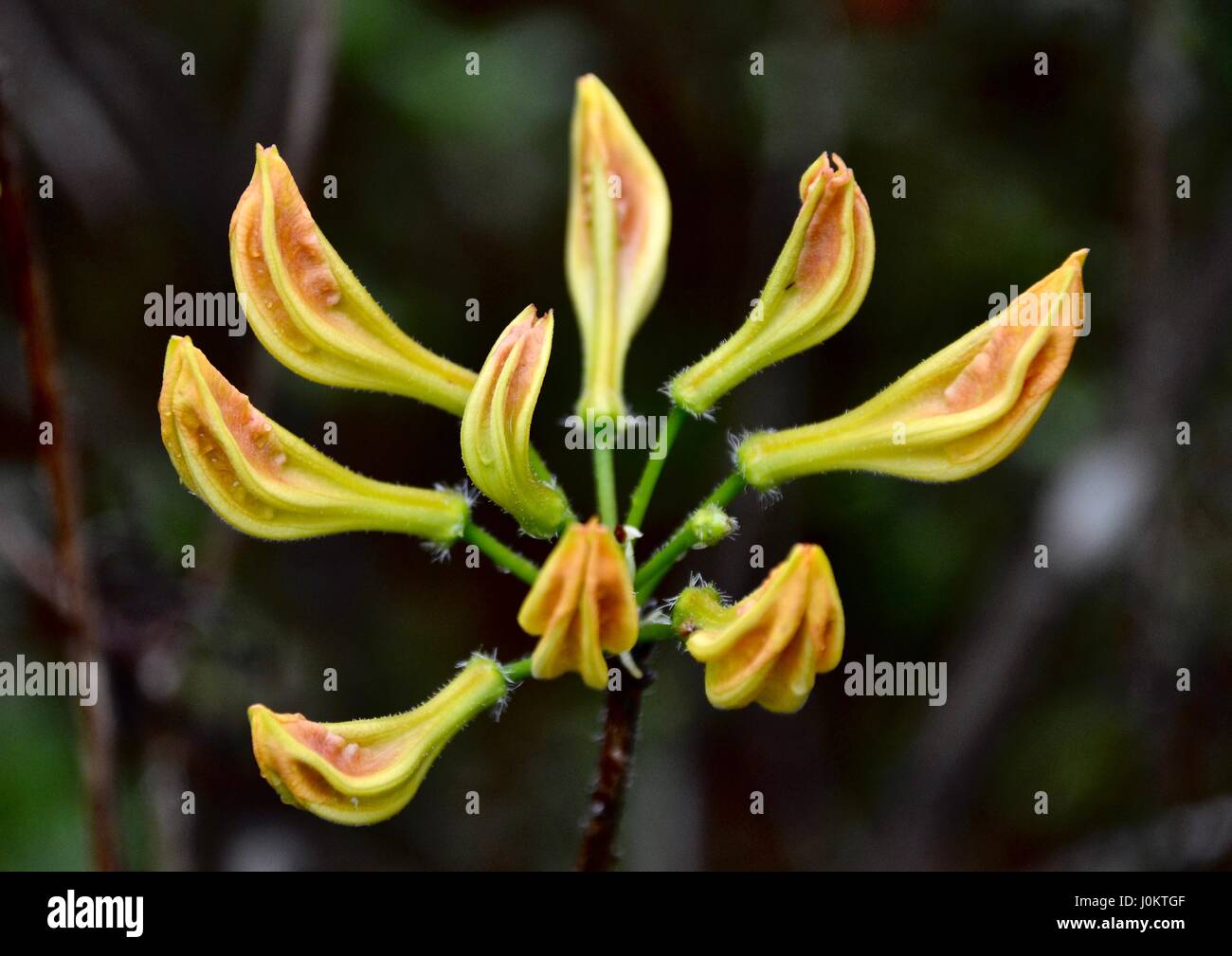 Flame azalea blooming in the garden Stock Photo - Alamy