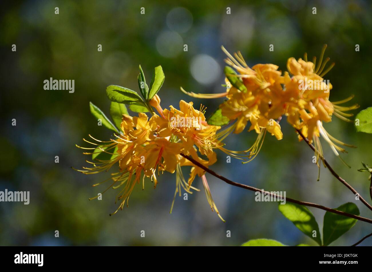 Flame azalea blooming in the garden Stock Photo - Alamy