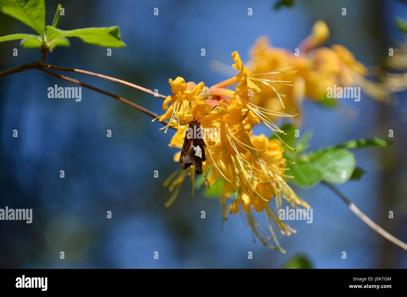 Flame azalea blooming in the garden Stock Photo - Alamy