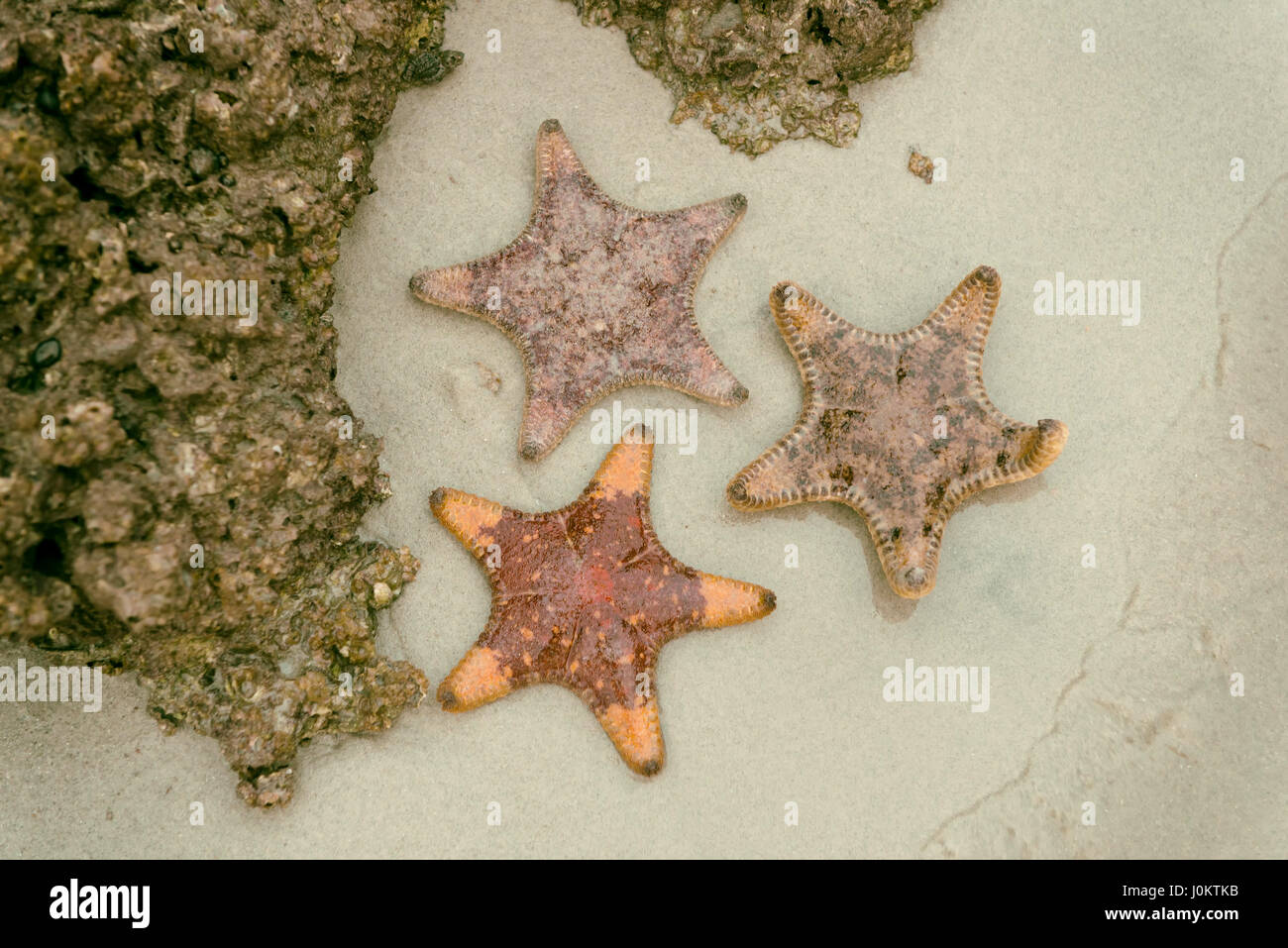 Three starfishes on the shore Stock Photo - Alamy