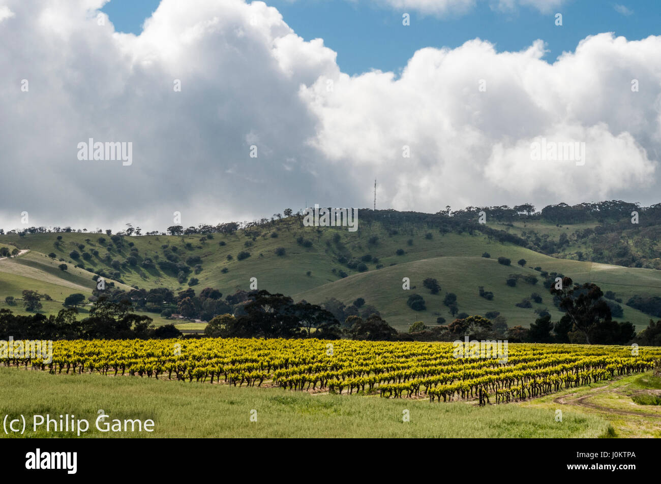 Vineyards of the Barossa Valley, South Australia Stock Photo - Alamy