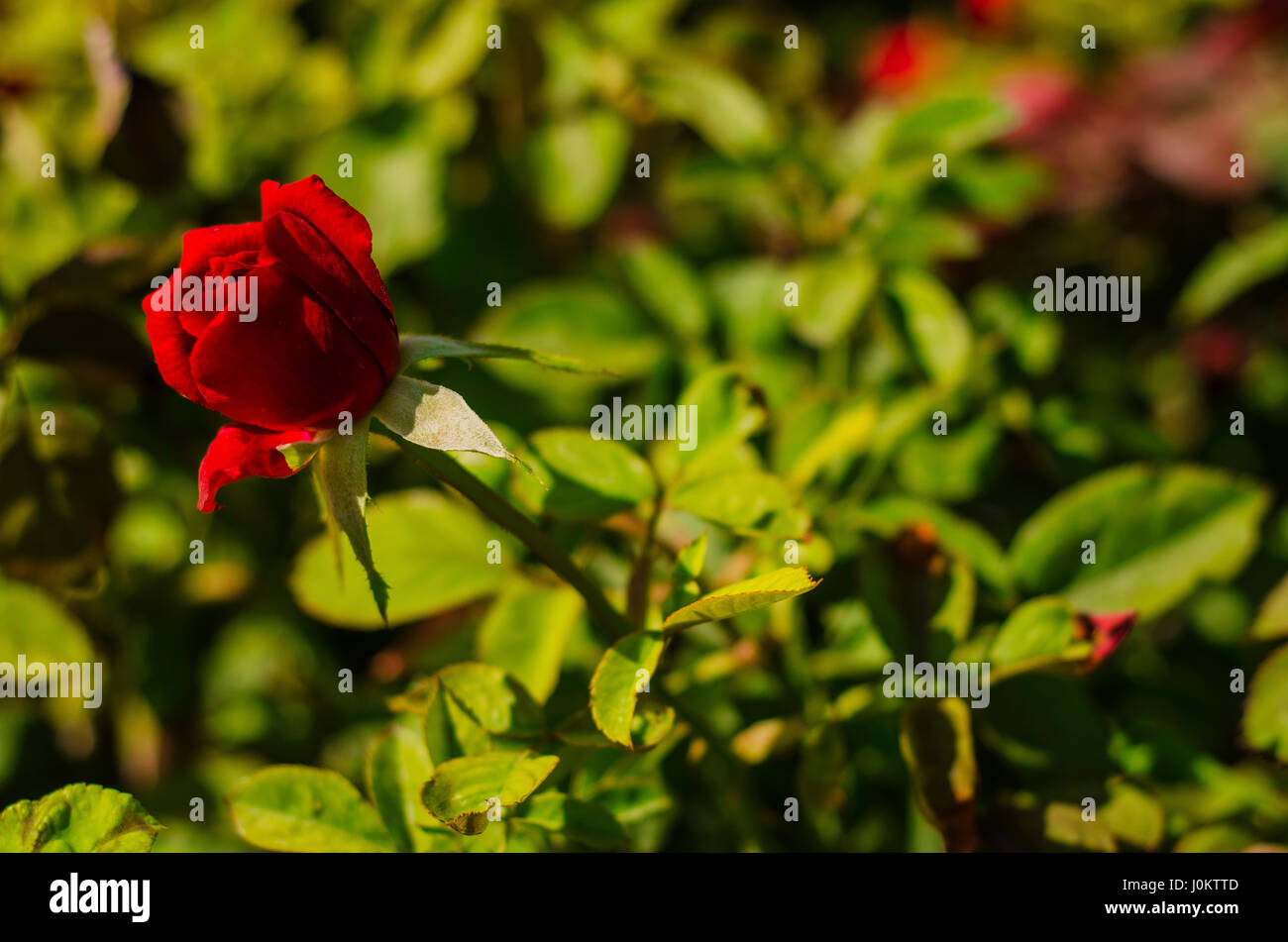 Dark Red Rose Stock Photo - Alamy