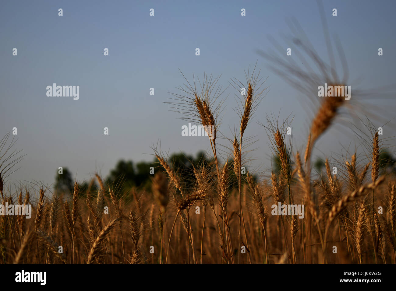 Crop up hi-res stock photography and images - Alamy