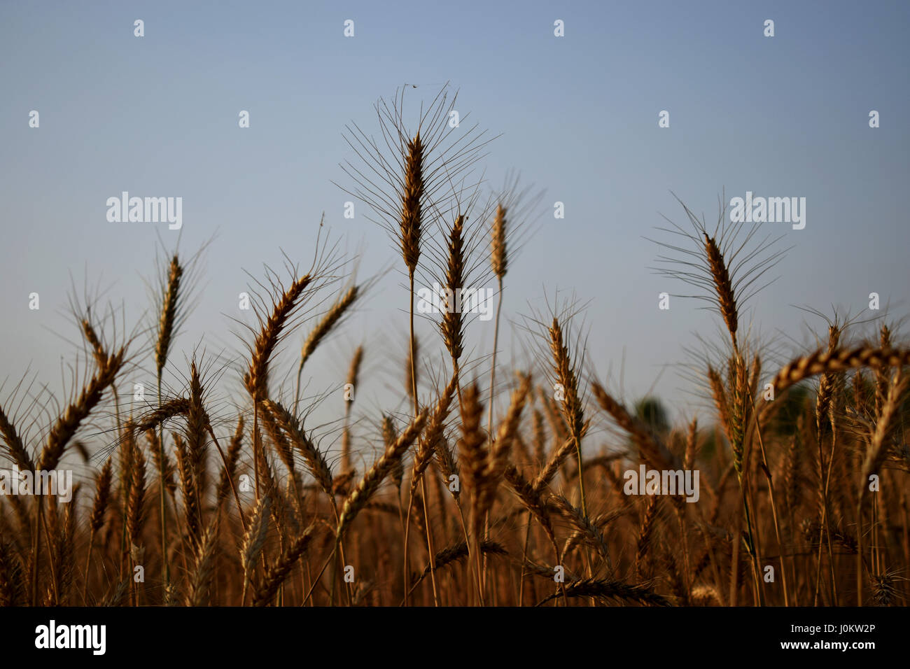 Grain crop hi-res stock photography and images - Alamy