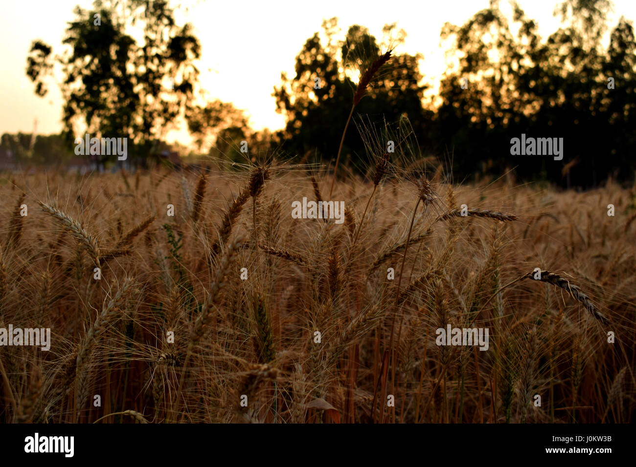 Crop up hi-res stock photography and images - Alamy