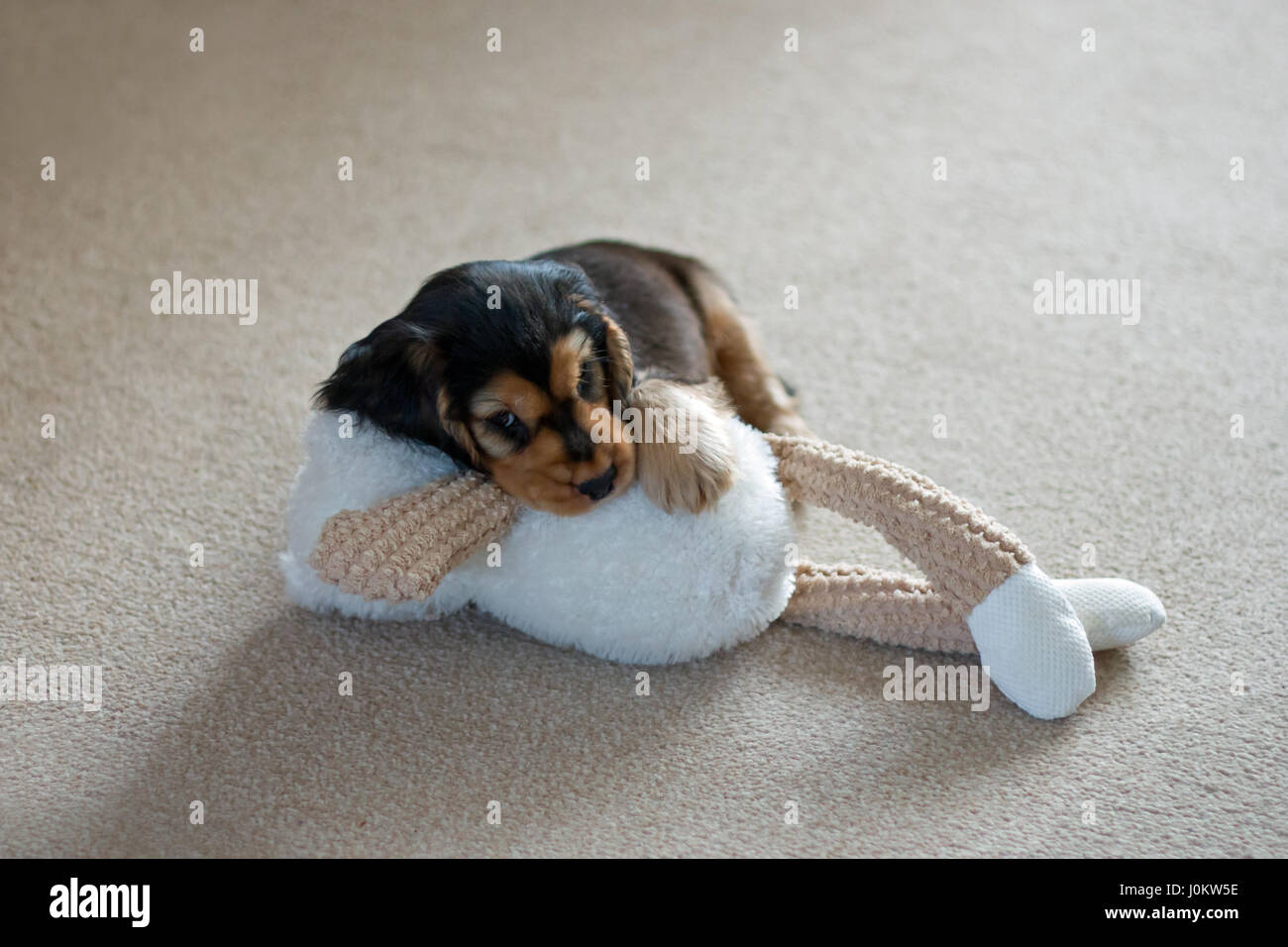 Show cocker spaniel hi-res stock photography and images - Alamy