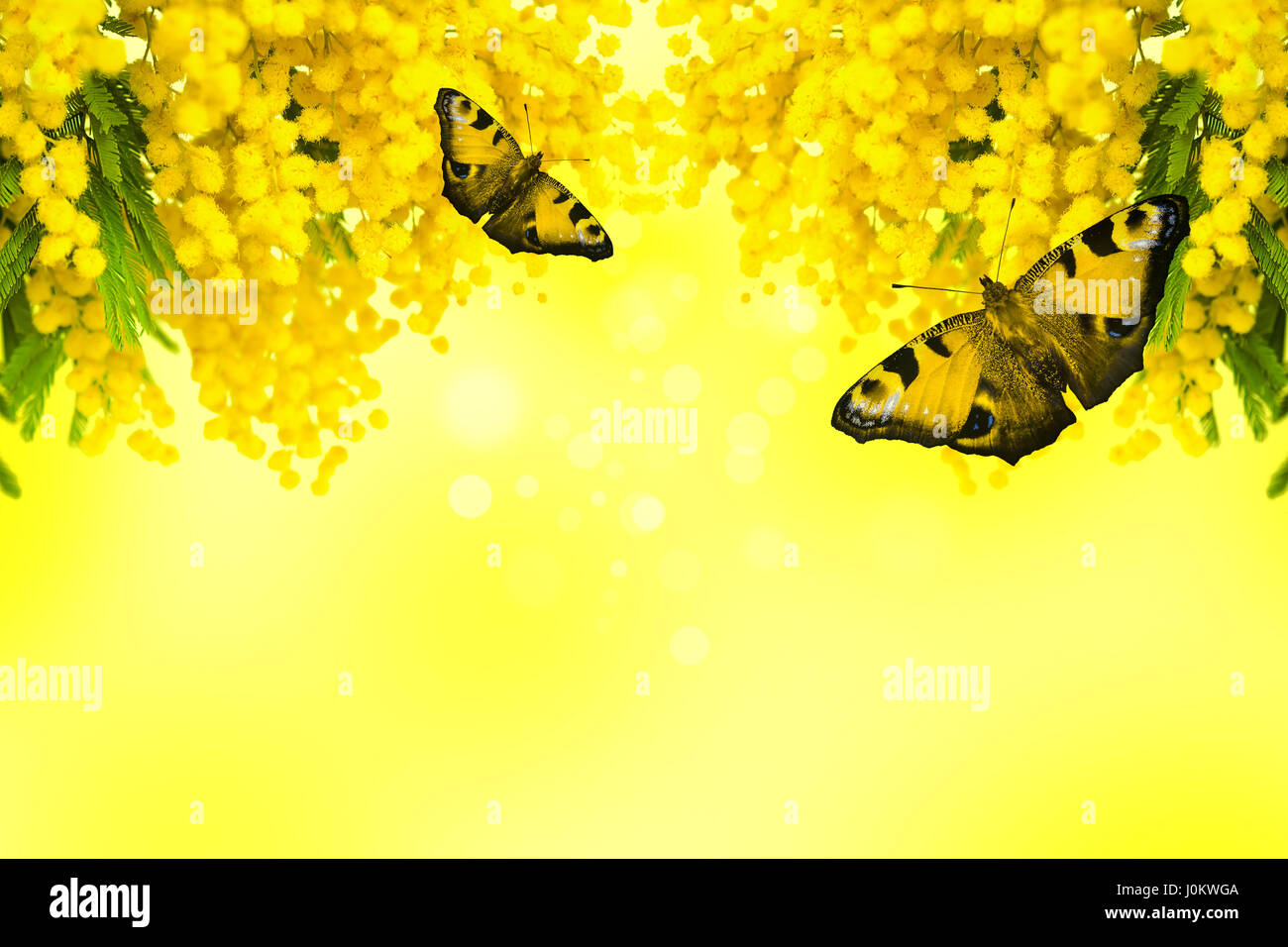 Bright butterfly on mimosa flower hi-res stock photography and images ...