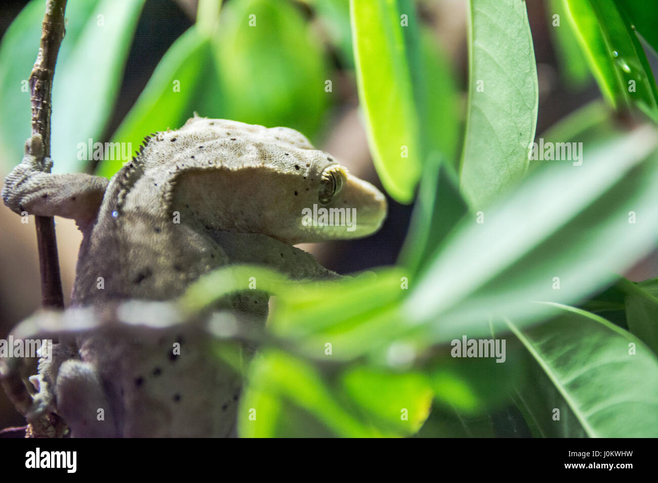 rare ciliated gecko hiding in the foliage Stock Photo - Alamy