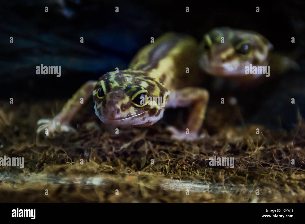 Spotted gecko hi-res stock photography and images - Alamy