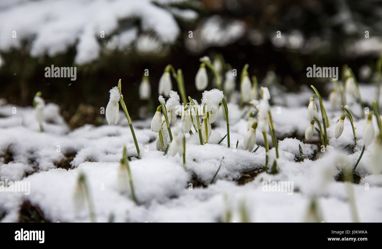 The first snowdrops under snow in March Stock Photo - Alamy