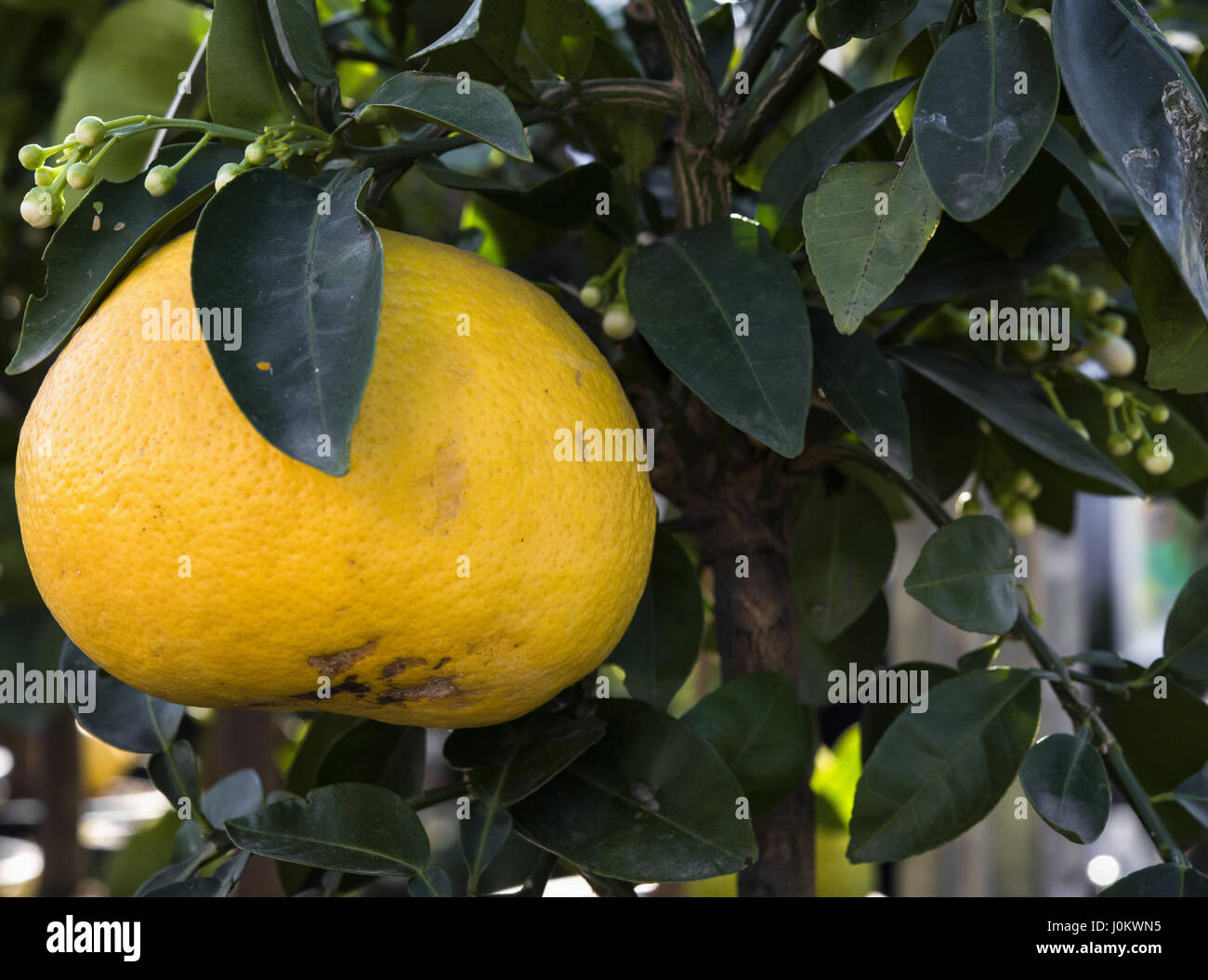 Yellow grapefruit hi-res stock photography and images - Alamy