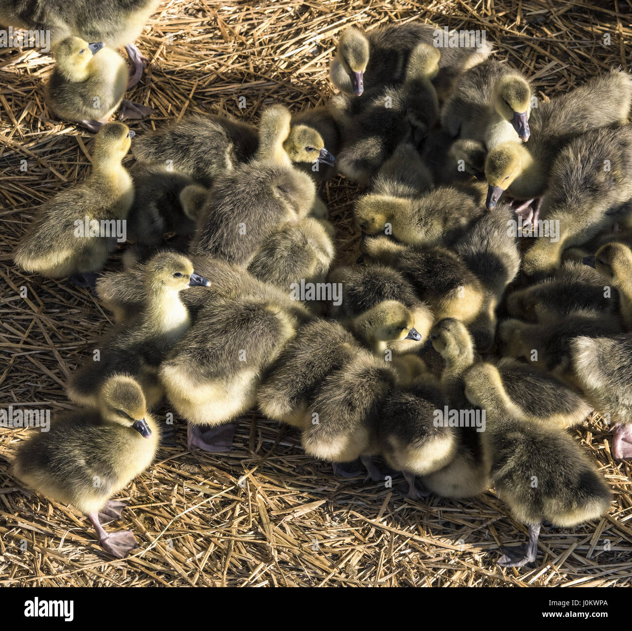 Industrial poultry agriculture, ducklings in farm Stock Photo - Alamy
