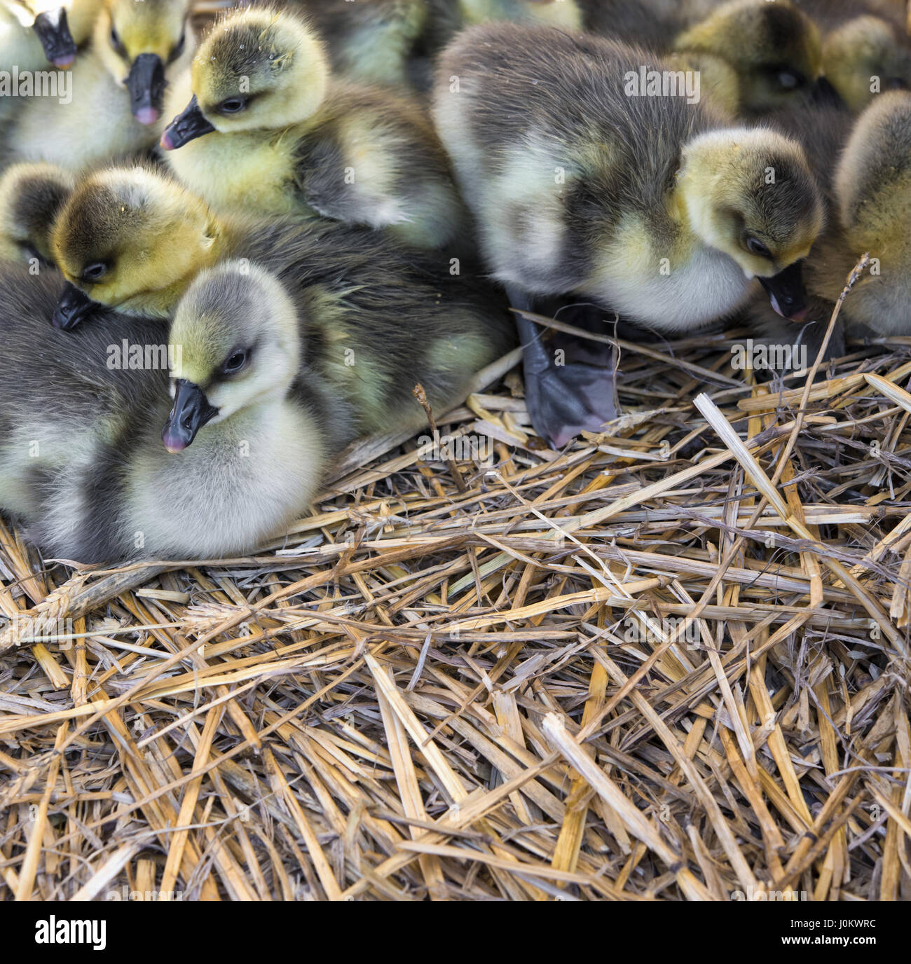 Industrial poultry agriculture, ducklings in farm Stock Photo - Alamy