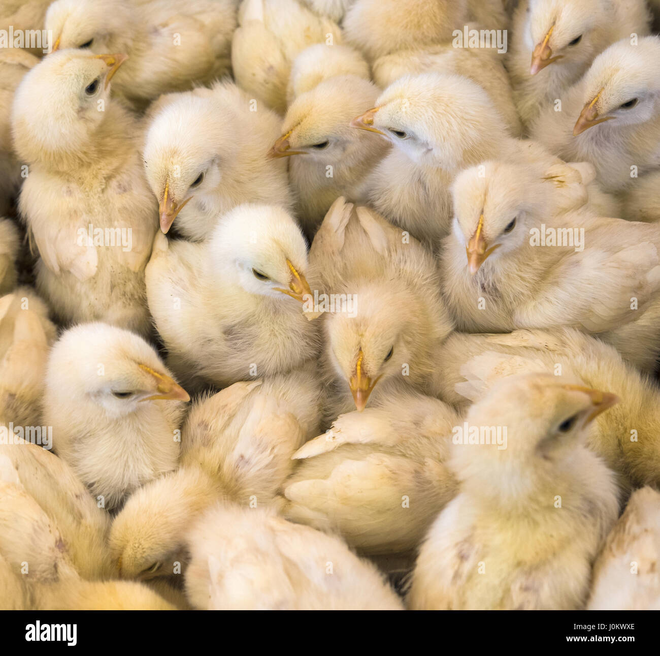 Large group of newly hatched chicks on a chicken farm Stock Photo - Alamy