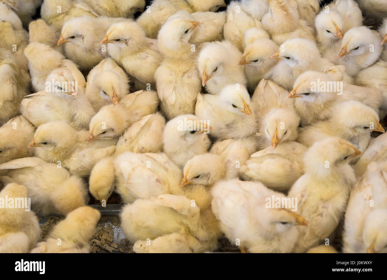 Large group of newly hatched chicks on a chicken farm Stock Photo - Alamy