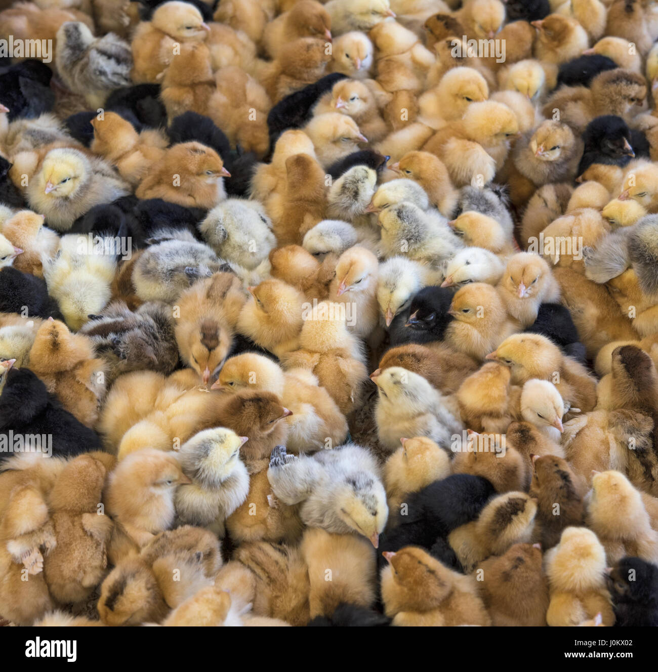 What is a hatchery chicken hi-res stock photography and images - Alamy