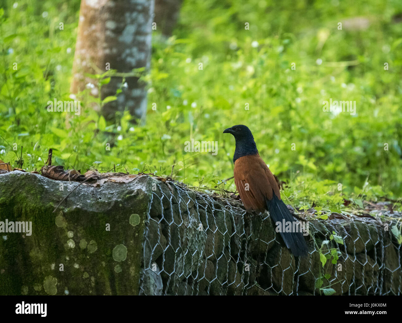 Bird greater coucal or crow pheasant - Centropus sinensis - a non ...
