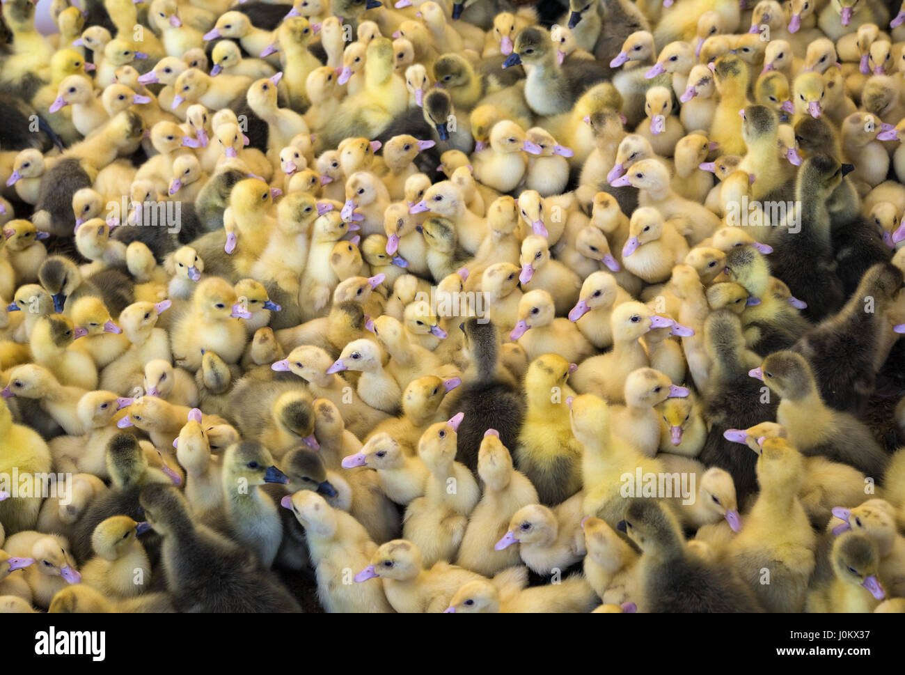 Large group of newly hatched ducklings on a farm Stock Photo - Alamy
