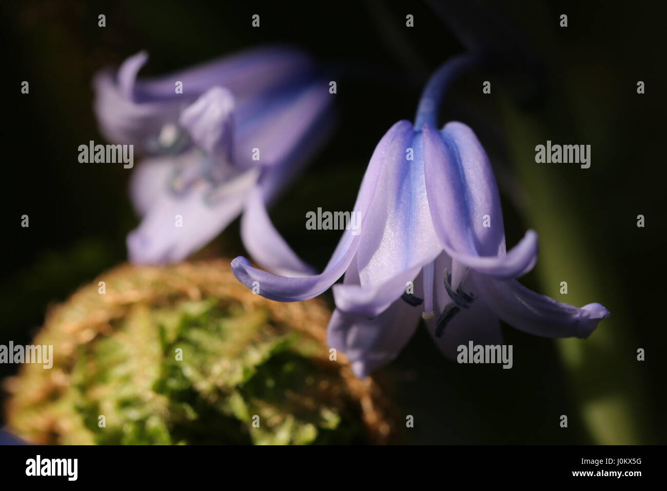 Blue Bell Type Flower, close up, Shepperton, England, U.K Stock Photo ...