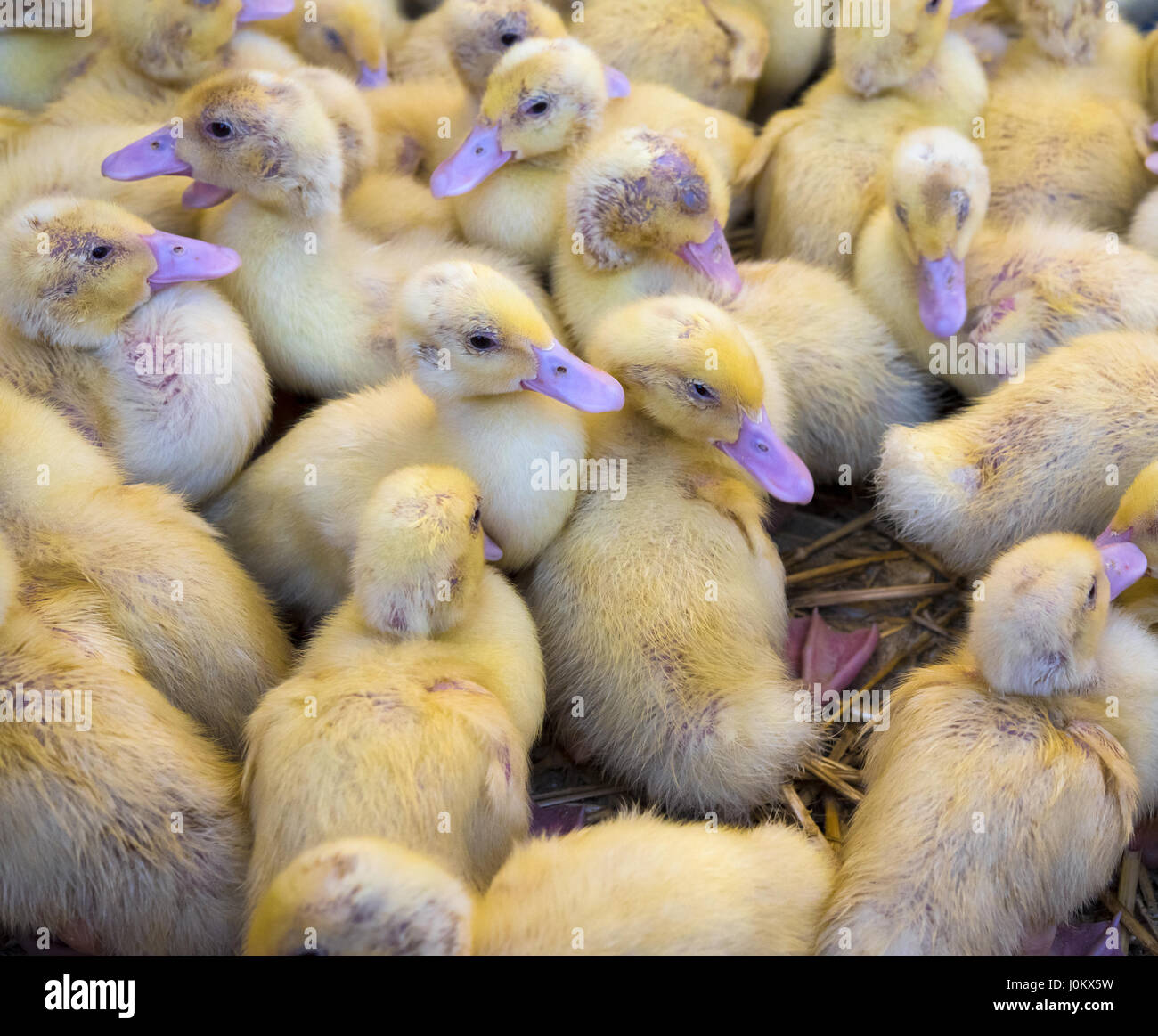 Poultry farming newly hatched hi-res stock photography and images - Alamy