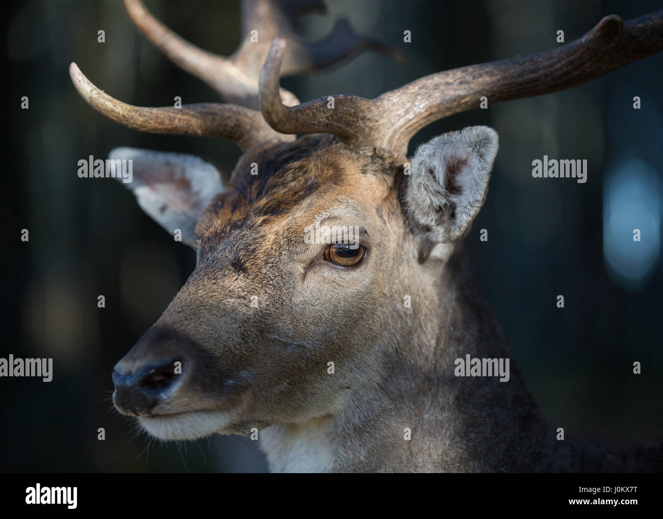 Fallow deer in Bergtierpark Blindham - Bavaria - Germany Stock Photo ...