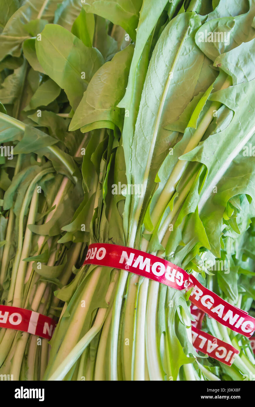 Green Dandelions - Close-Up Stock Photo - Alamy