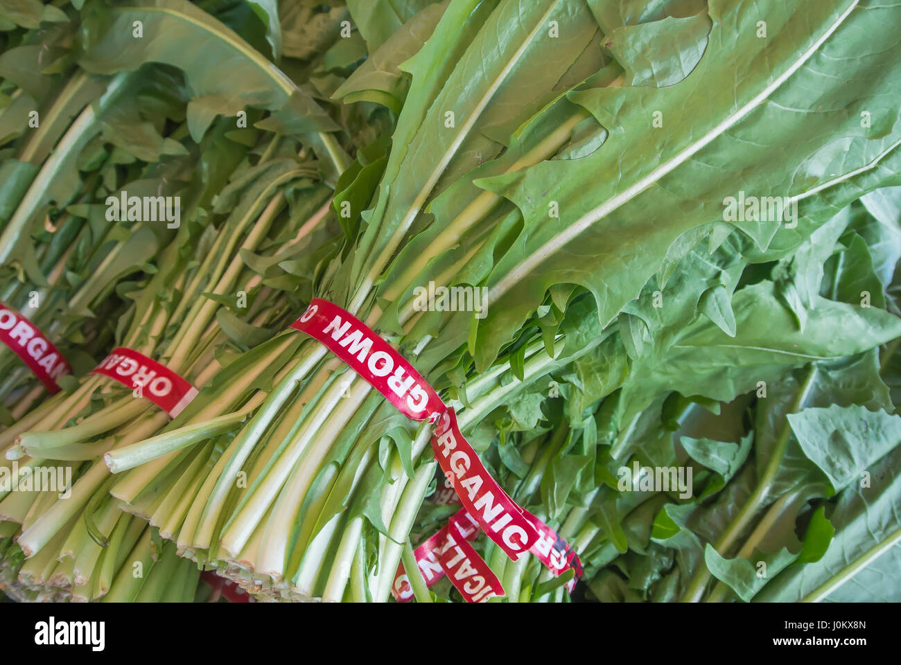 Green Dandelion - Close-Up Stock Photo - Alamy