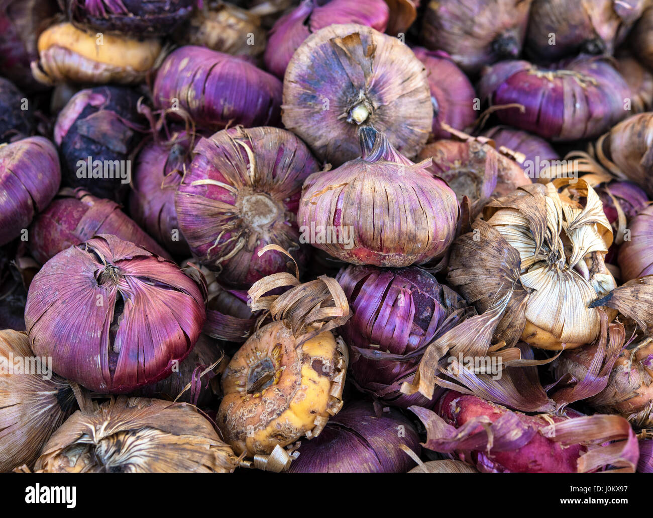Nature background, a close up view of flower bulbs Stock Photo - Alamy