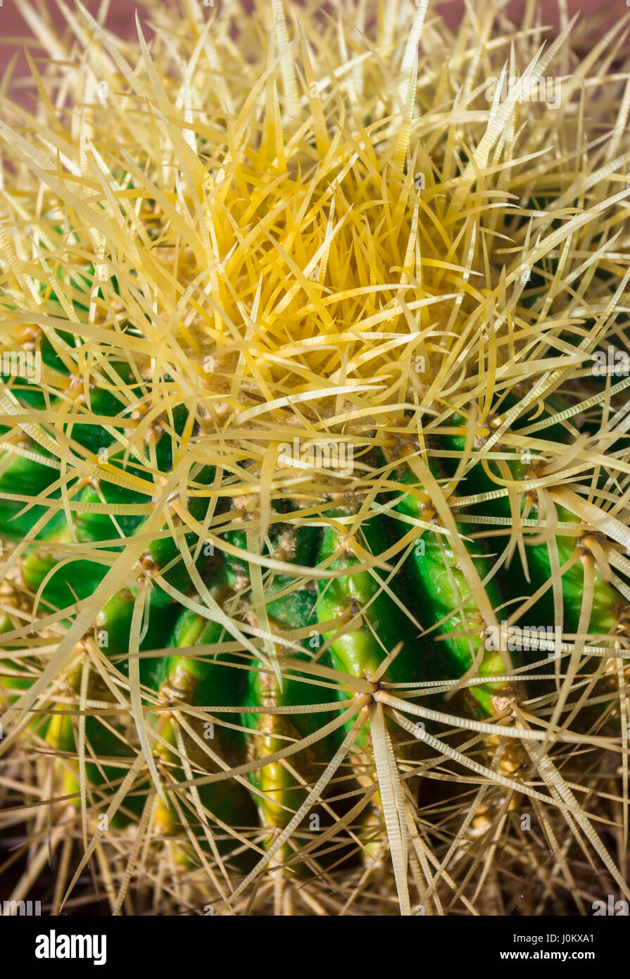 Cactus thorns. Close up thorns of cactus. Cactus Background. Shallow ...