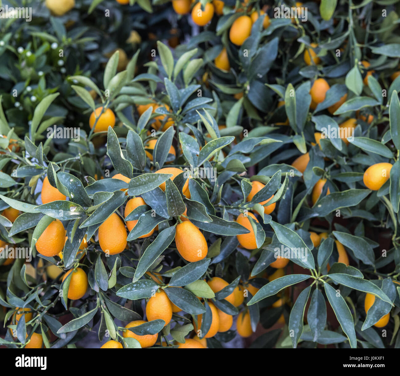 Kumquat tree hi-res stock photography and images - Alamy