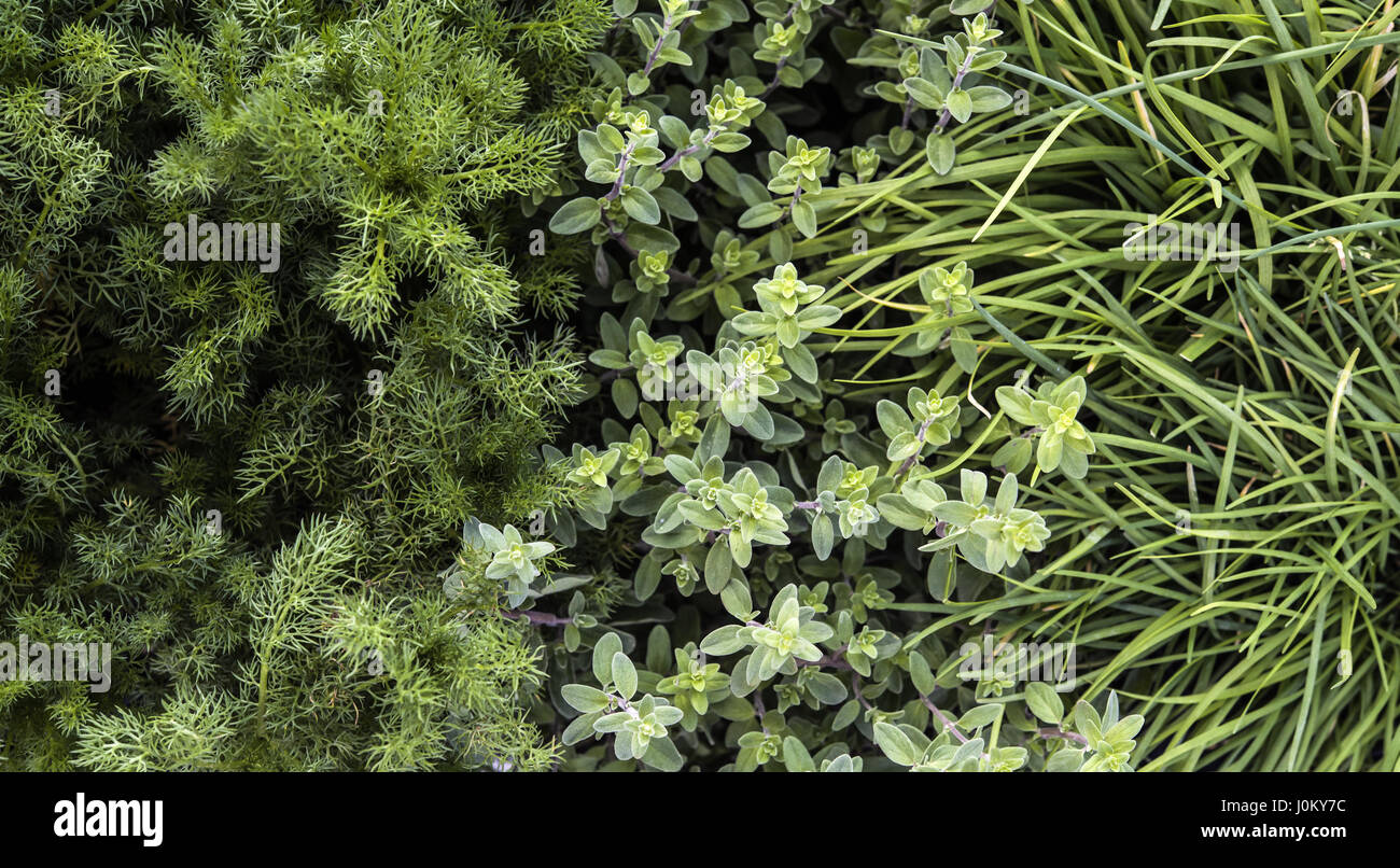 Vertical texture herb garden in an urban patio Stock Photo - Alamy