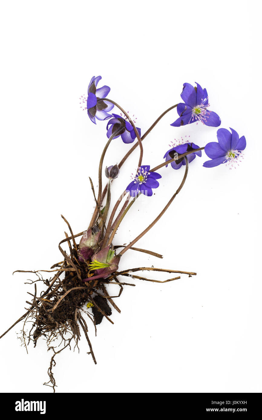 Spring up first Cut Out Stock Images & Pictures - Alamy