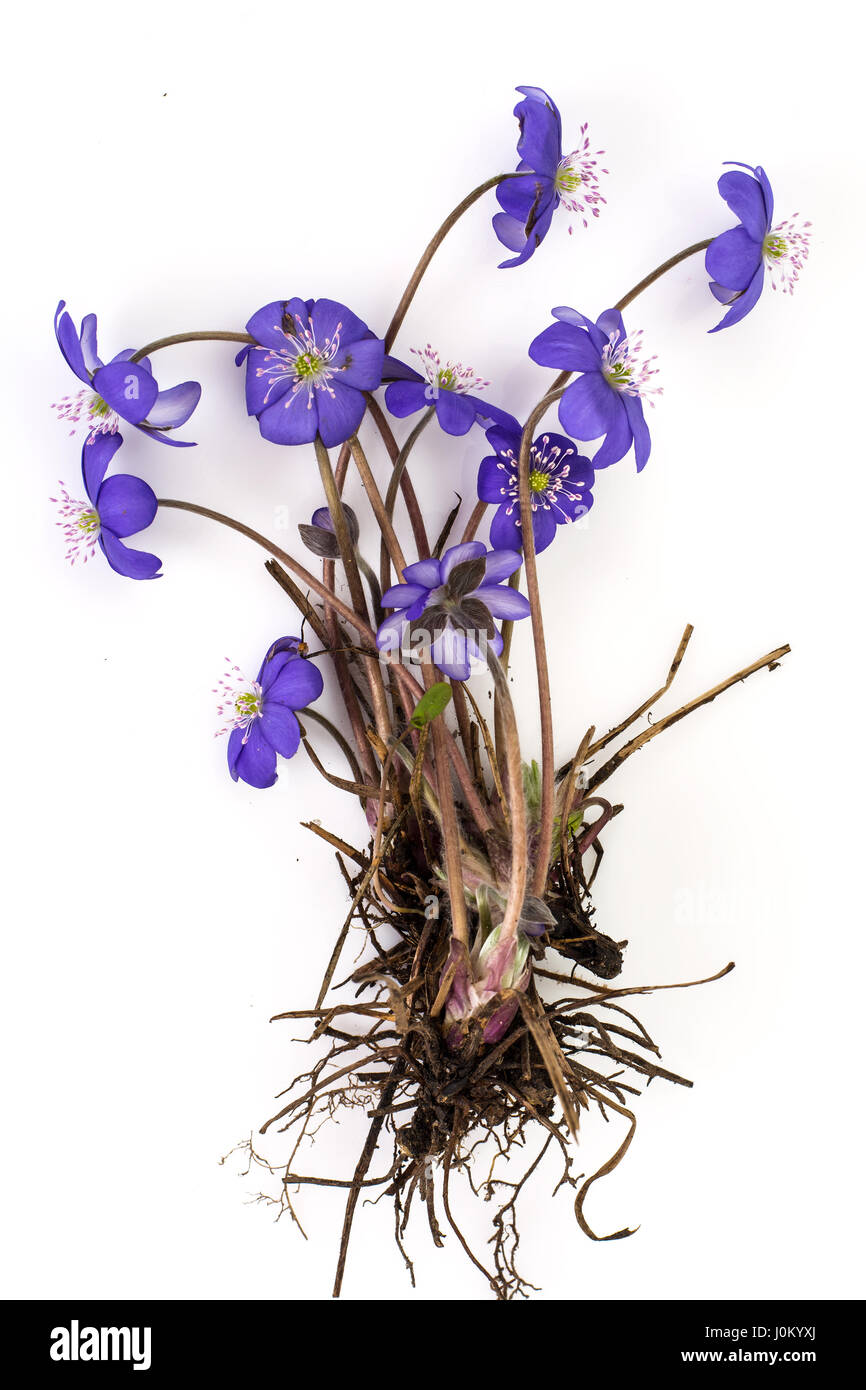 Liverwort blue spring flowers Cut Out Stock Images & Pictures - Alamy