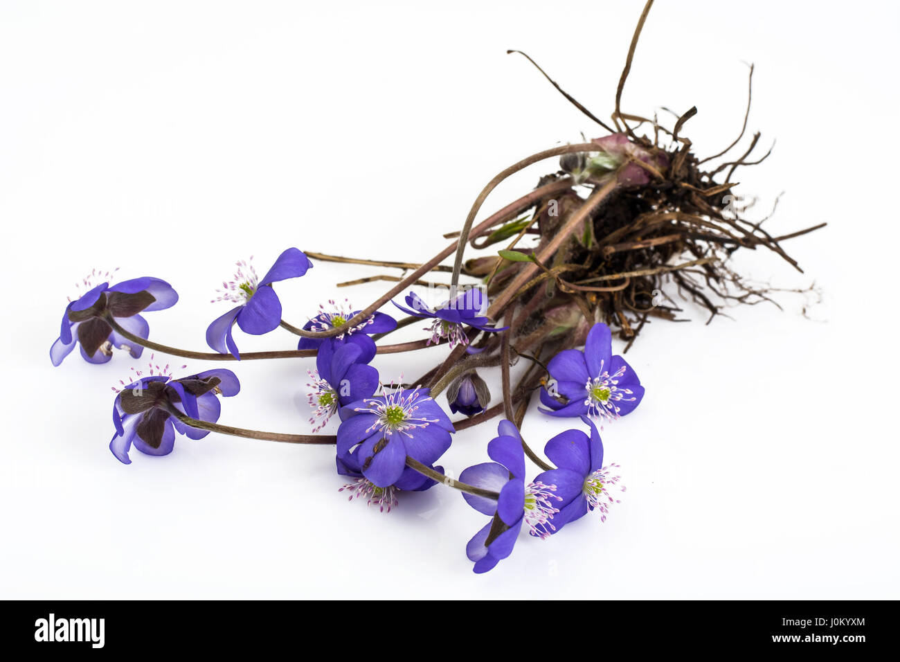 Spring flowers hepatica Cut Out Stock Images & Pictures - Alamy