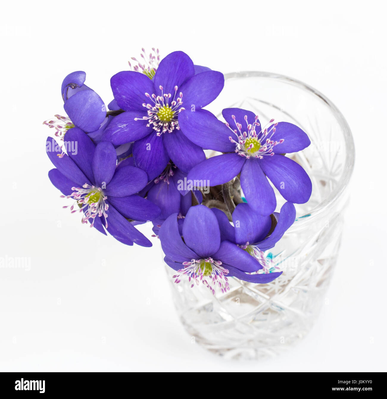 Liverwort blue spring flowers Cut Out Stock Images & Pictures - Alamy