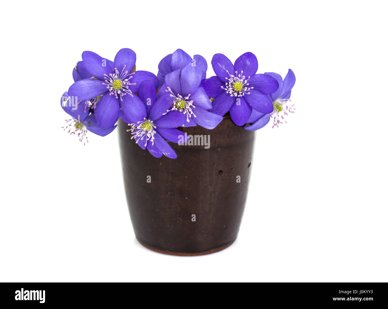 Spring flowers hepatica Cut Out Stock Images & Pictures - Alamy