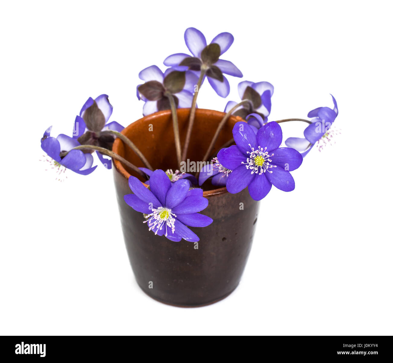 Spring woodland not ashridge Cut Out Stock Images & Pictures - Alamy