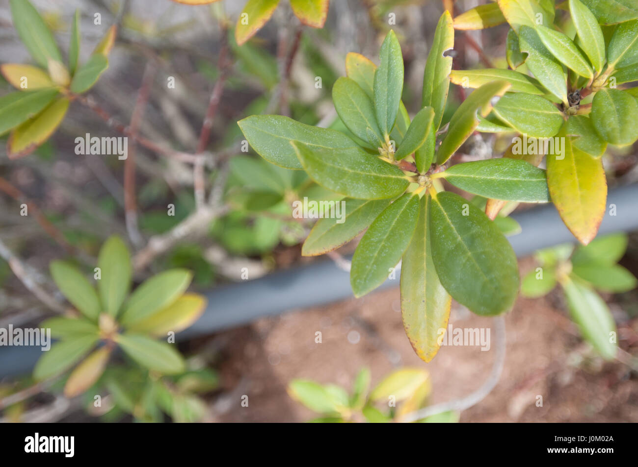 Natural background outdoor in spring with big green leaves Stock Photo ...